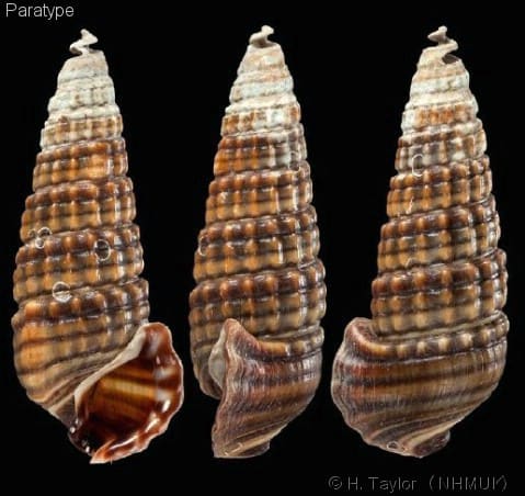 Pirenella arabica - Gastropods by Eddie Hardy