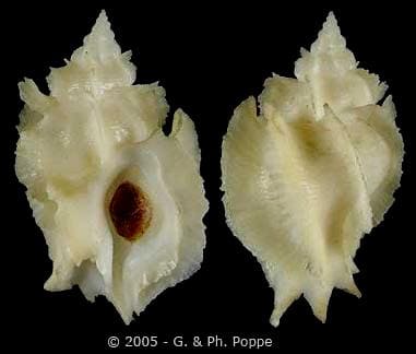 Paziella (Flexopteron) poppei - Gastropods by Eddie Hardy