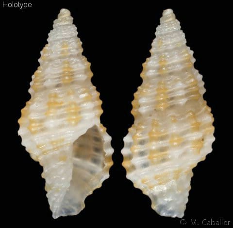 RAPHITOMIDAE - Gastropods by Eddie Hardy