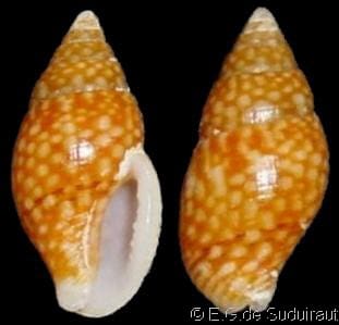 Pardalinops testudinaria subcribraria - Gastropods by Eddie Hardy