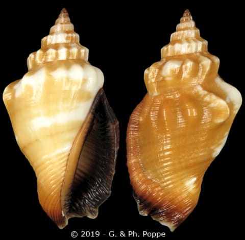 strombidae - Gastropods by Eddie Hardy