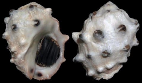 muricidae rapaninae - Gastropods by Eddie Hardy