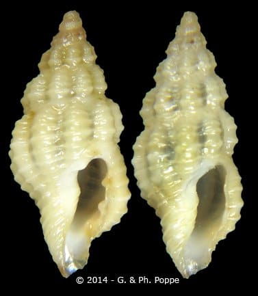 RAPHITOMIDAE - Gastropods by Eddie Hardy