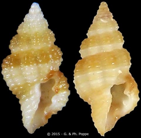 RAPHITOMIDAE - Gastropods by Eddie Hardy