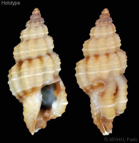 RAPHITOMIDAE - Gastropods by Eddie Hardy