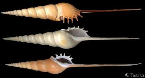 Tibia (Tibia) fusus - Gastropods by Eddie Hardy