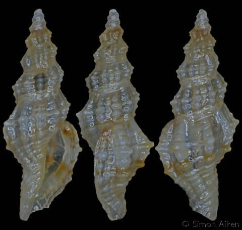 RAPHITOMIDAE - Gastropods by Eddie Hardy