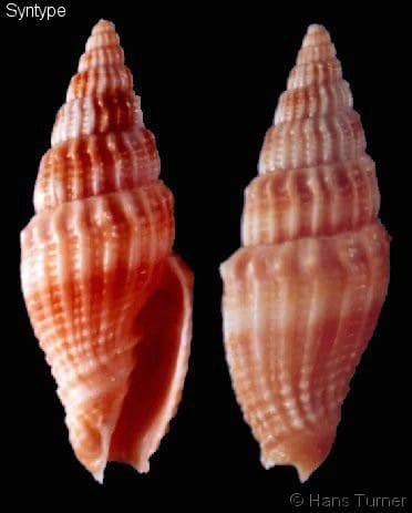 Vexillum (Costellaria) concentricum - Gastropods by Eddie Hardy