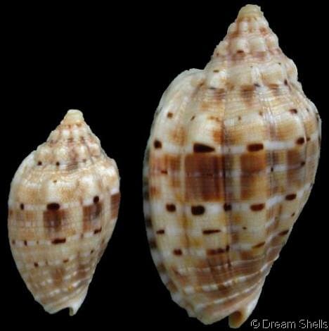 Voluta retemirabilis - Gastropods by Eddie Hardy